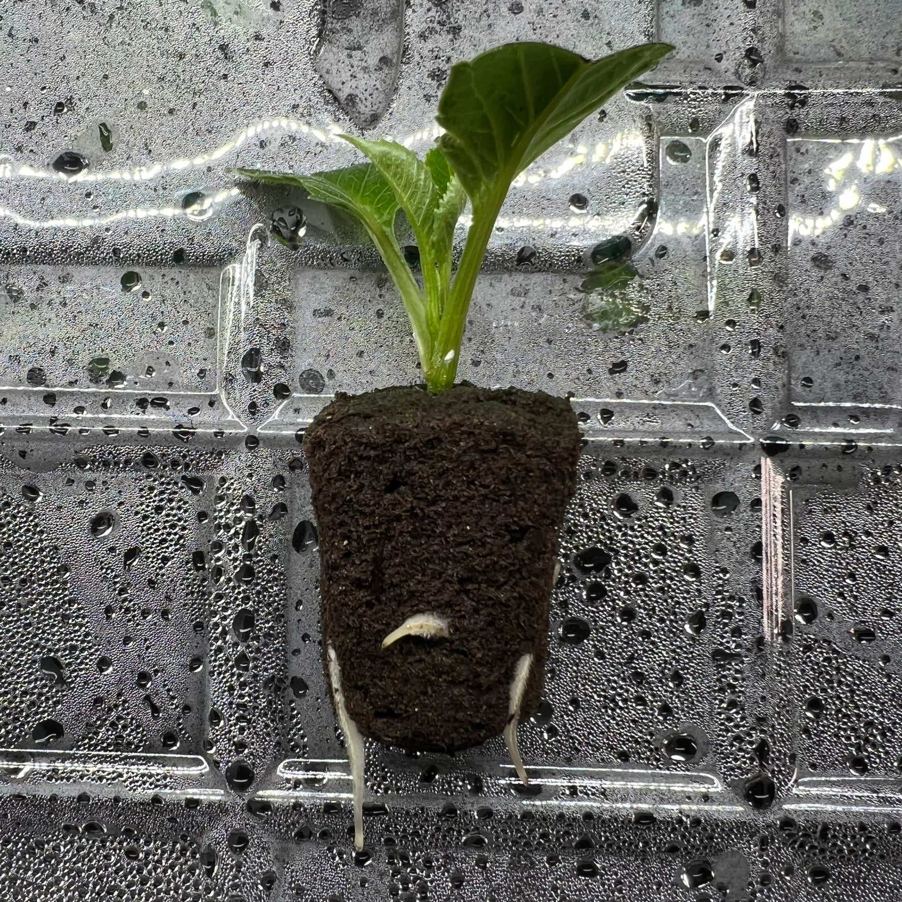 Dahlia Rooted Cuttings – Pickin' Petals Flower Farm